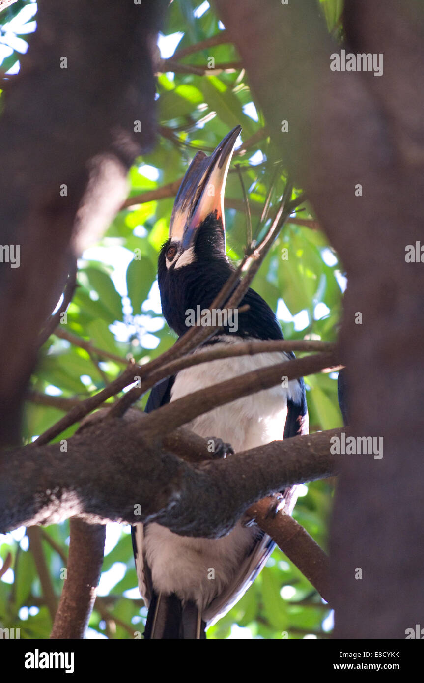 The family includes toucans hi-res stock photography and images - Alamy