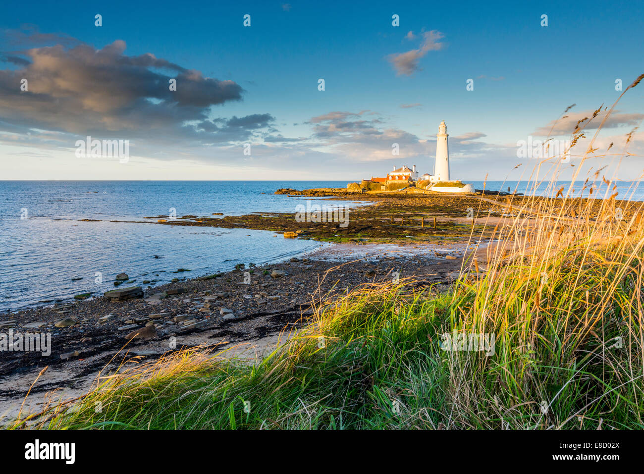 St Mary's lighthouse Stock Photo - Alamy