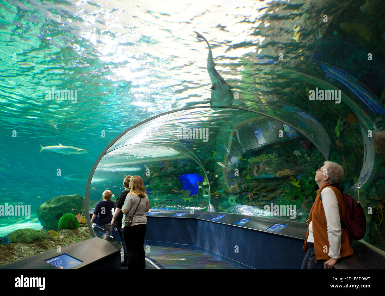 TORONTO- SEPTEMBER 15, 2014: Tourists admires the shark display tank at ...