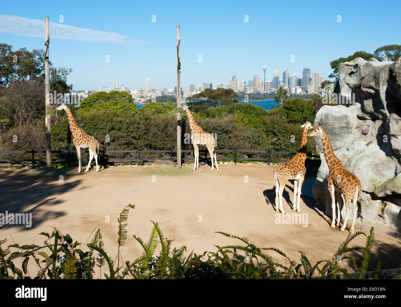 Giraffes sydney iconic sydney hi-res stock photography and images - Alamy
