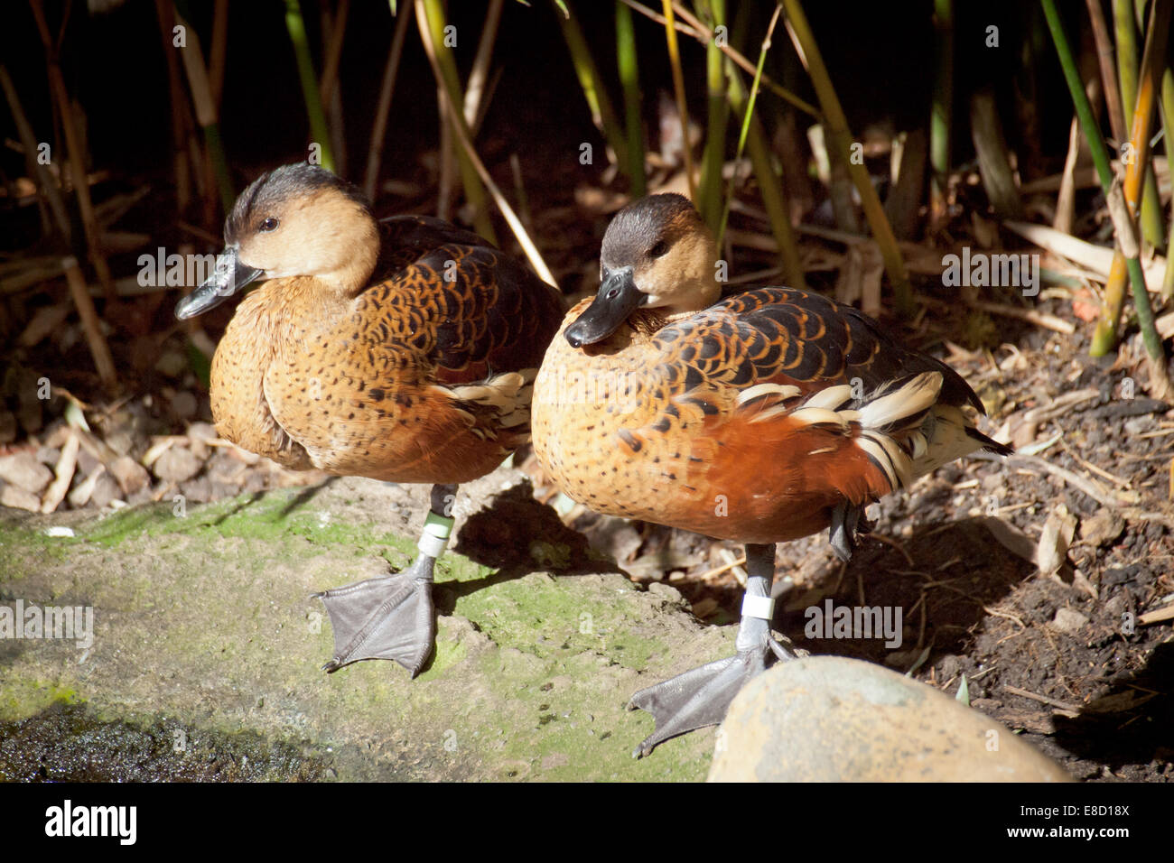 Wandering whistling duck taronga zoo sydney australia hi-res stock ...