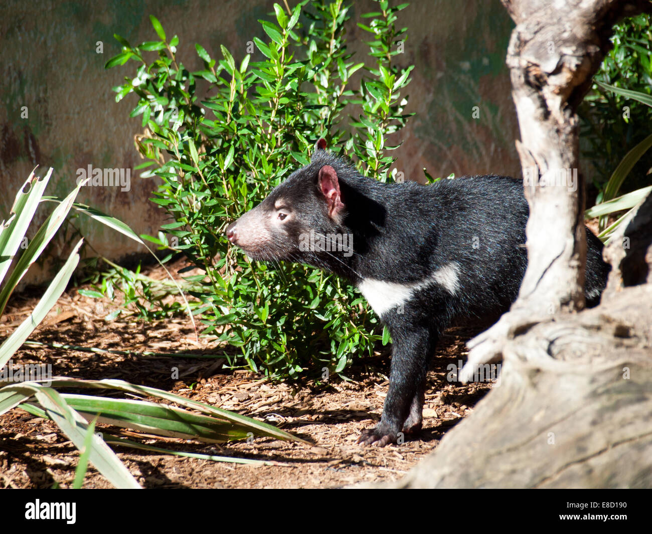 Tasmanian Devil Wallpaper