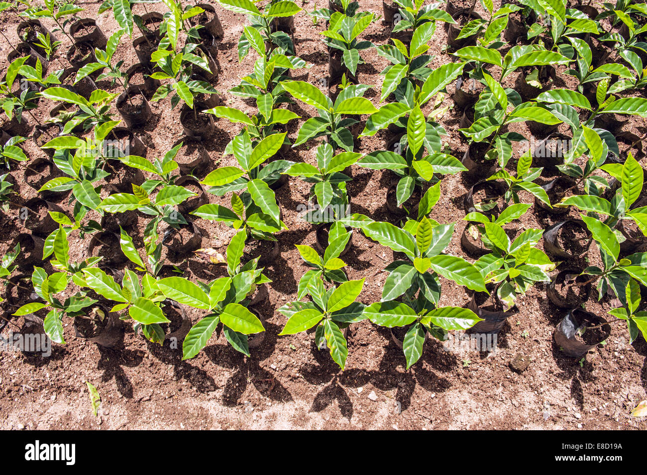 Green coffee plants, Organic Coffee trees for sale. Finca Organic ...