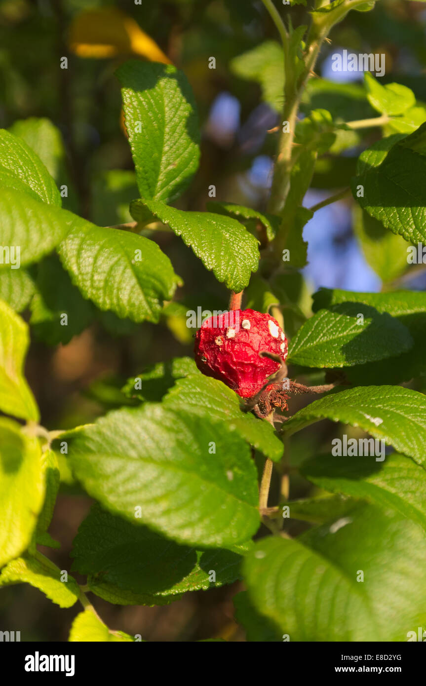 mouldy ripe mespilus fruit Stock Photo - Alamy