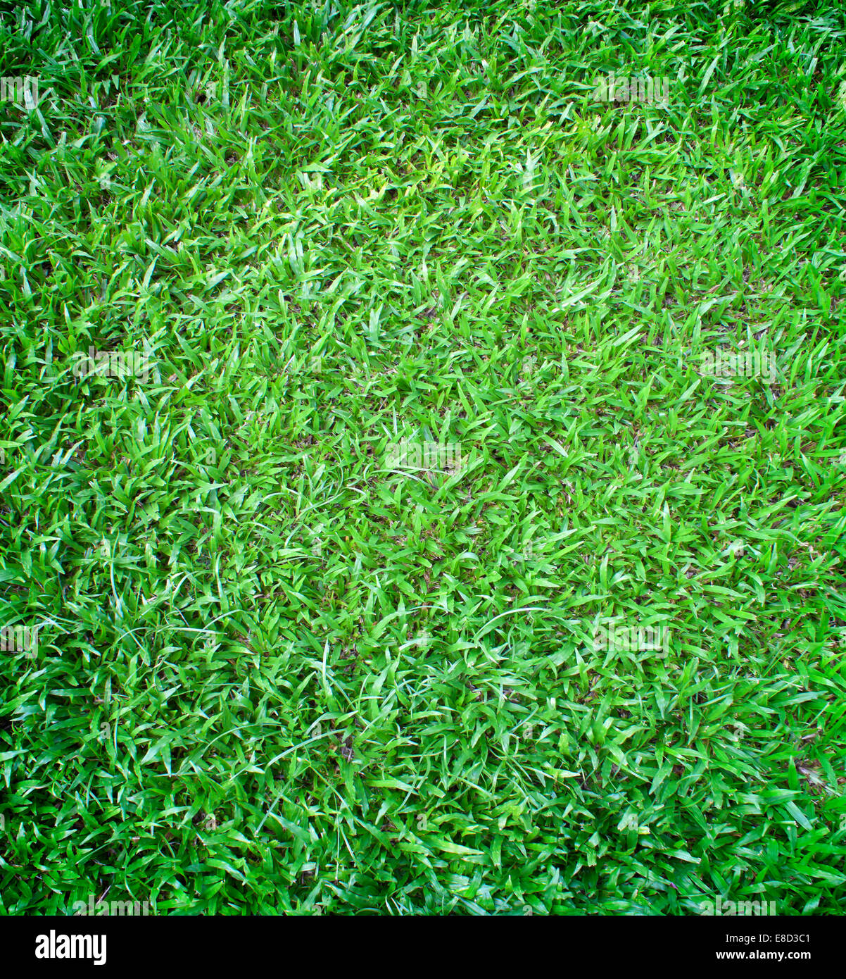Lawn background texture hi-res stock photography and images - Alamy