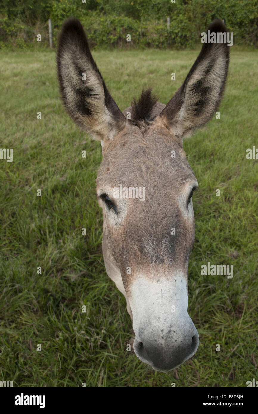 The head of a donkey. Picture is looking straight on. His body is ...