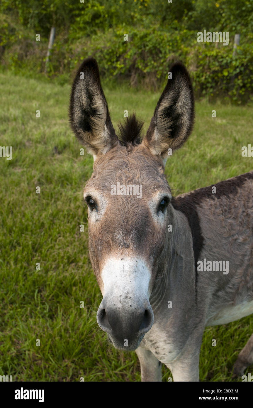 Donkey looking at camera. Picture is mostly his head, some of his back ...