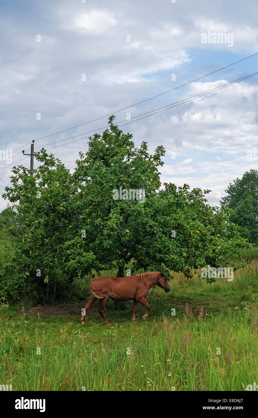 Village summer landscape. Horse and apple tree Stock Photo - Alamy