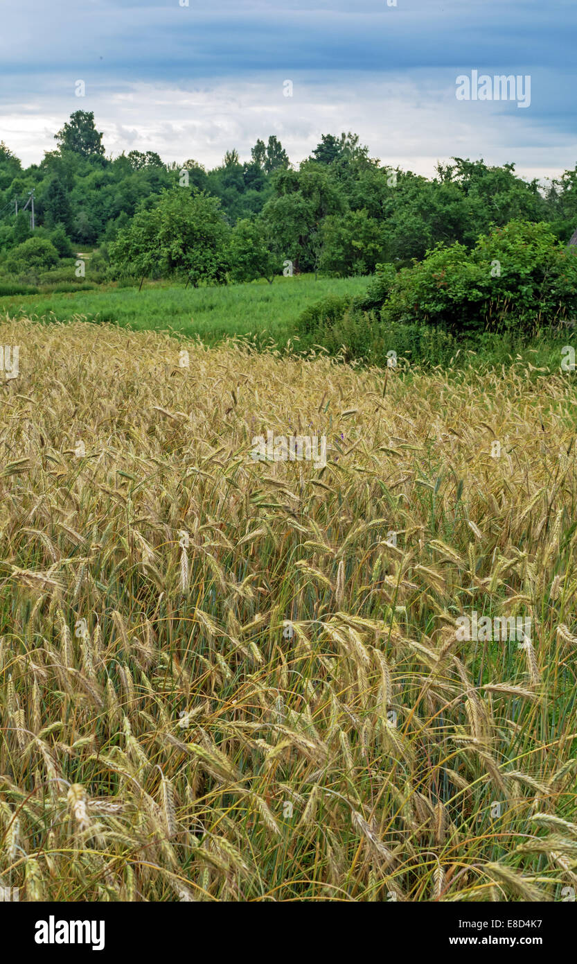 Old picture of cow wheat hi-res stock photography and images - Alamy