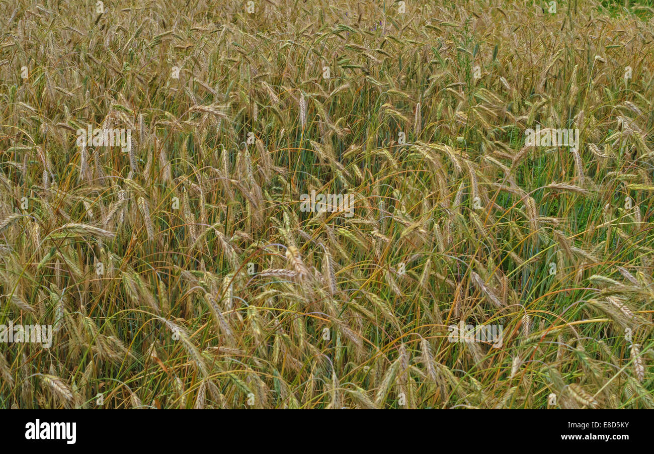 Wheat stem rust hi-res stock photography and images - Alamy