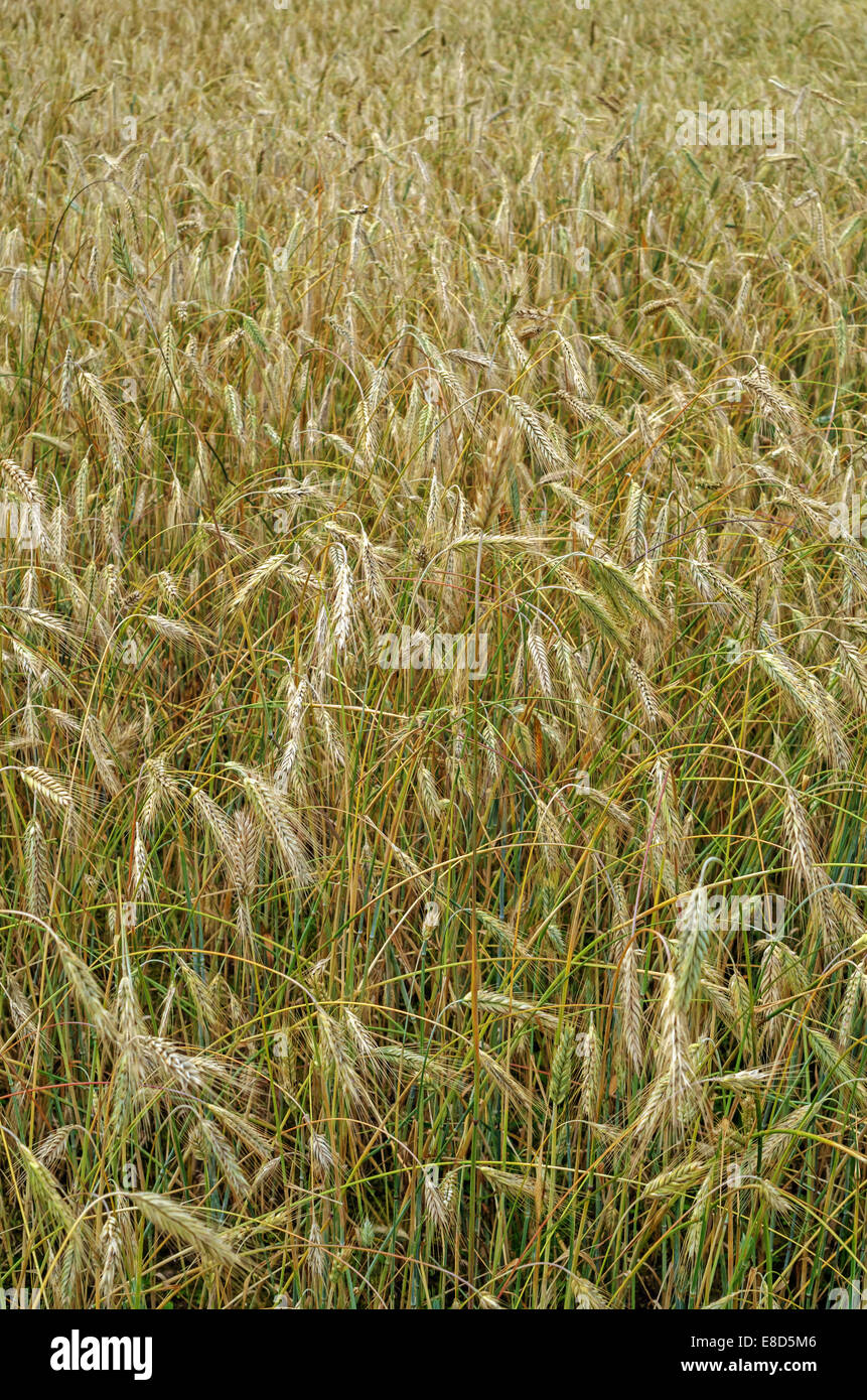 Wheat stem rust hi-res stock photography and images - Alamy