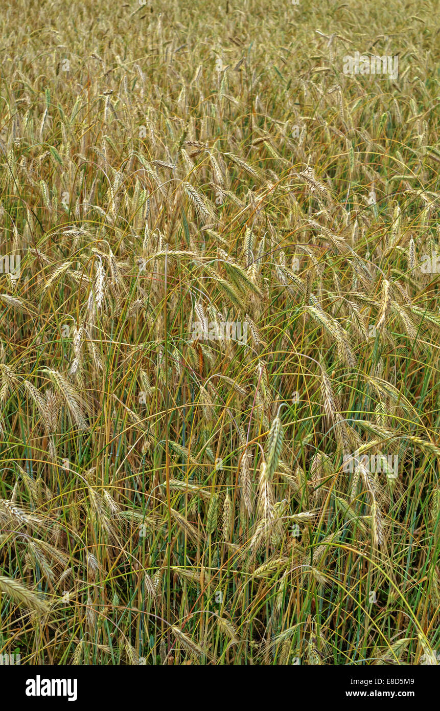 Wheat Stem Rust High Resolution Stock Photography and Images - Alamy