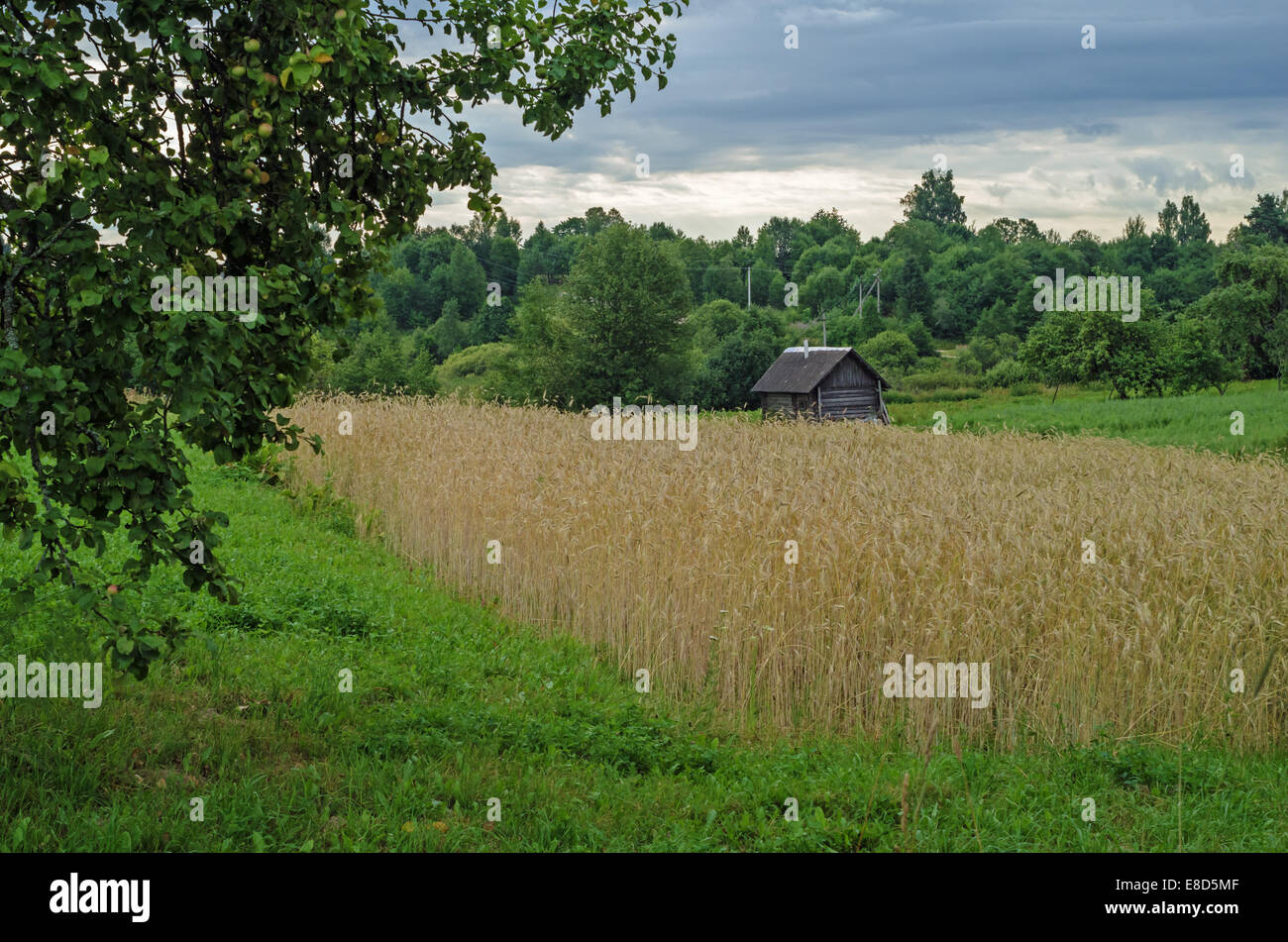 Wheat field - village landscape Stock Photo - Alamy
