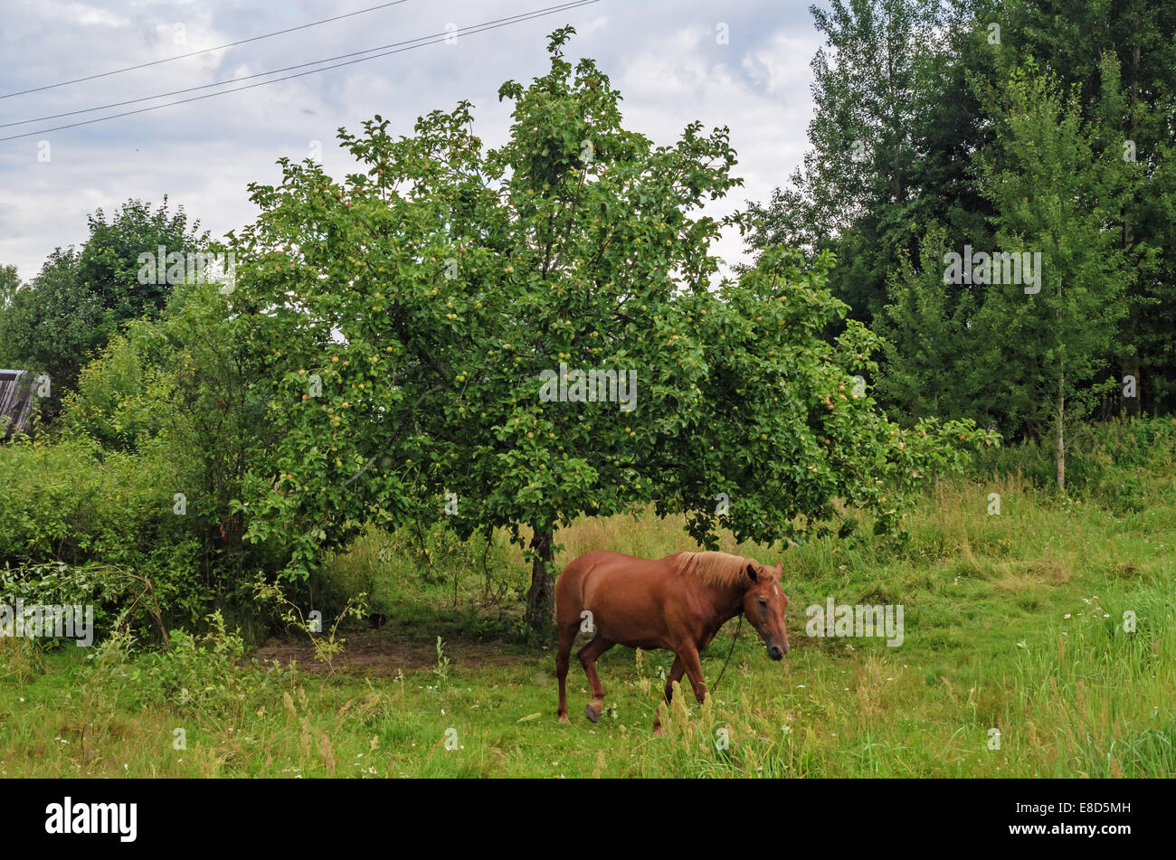 Village summer landscape. Horse and apple tree Stock Photo - Alamy