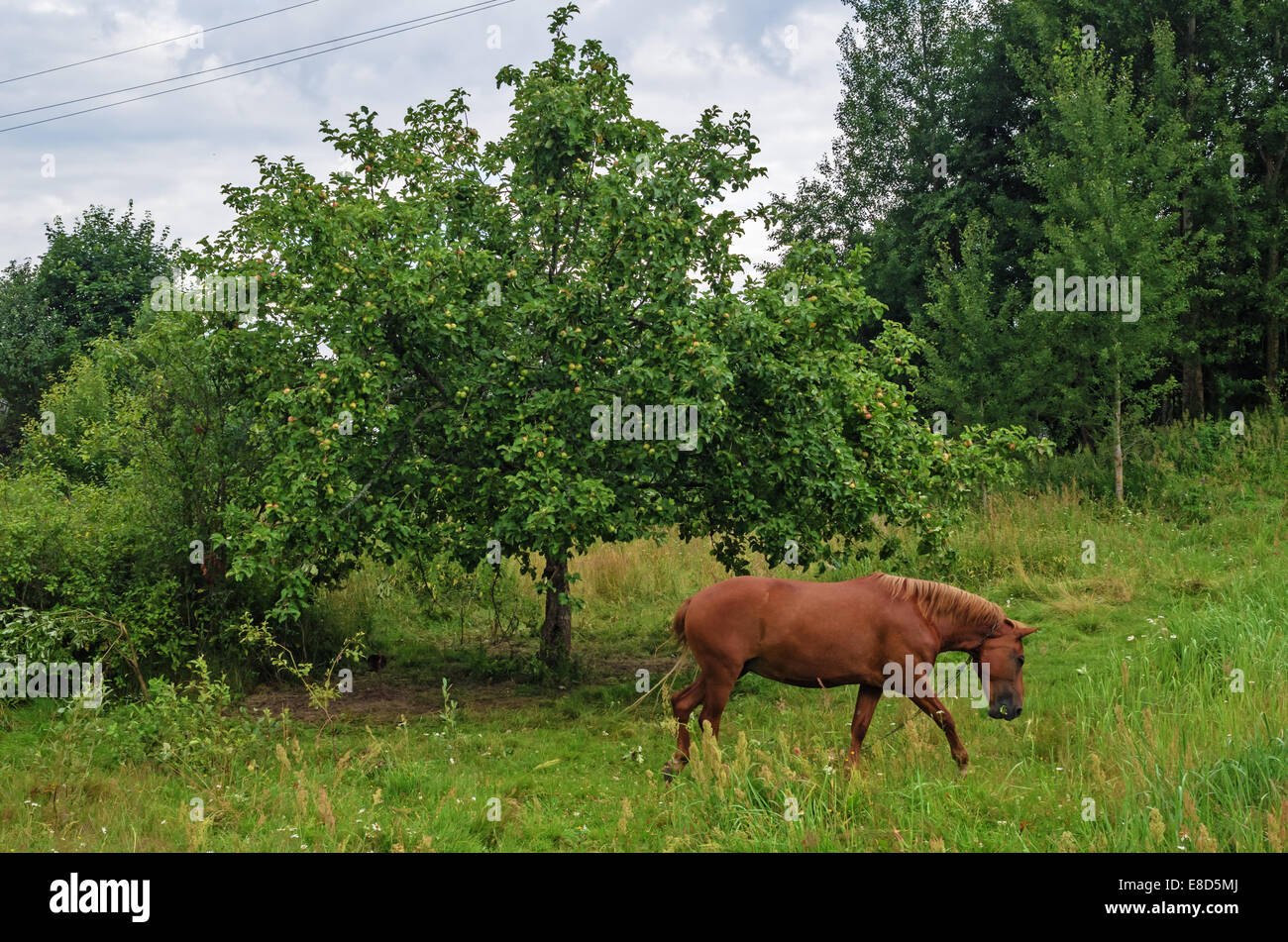 Village summer landscape. Horse and apple tree Stock Photo - Alamy