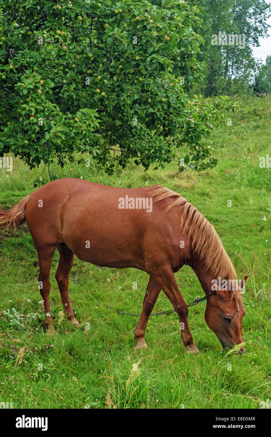 Village summer landscape. Horse and apple tree Stock Photo - Alamy
