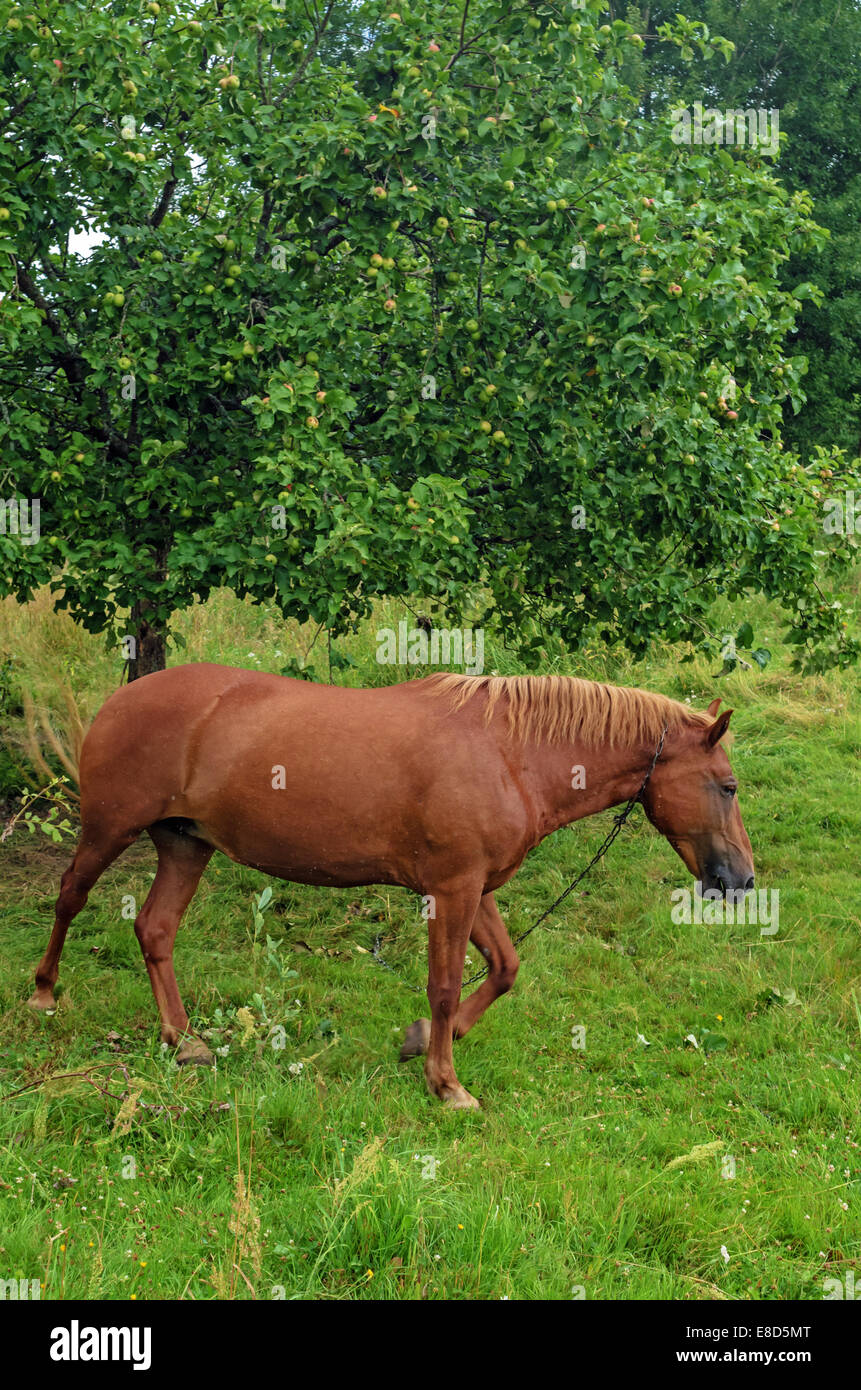 Village summer landscape. Horse and apple tree Stock Photo - Alamy