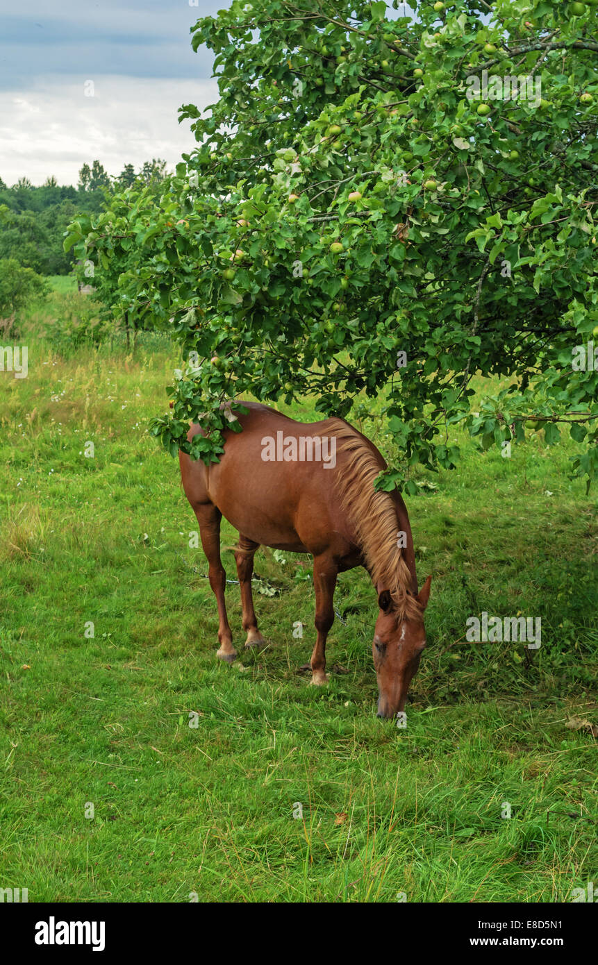Village summer landscape. Horse and apple tree Stock Photo - Alamy