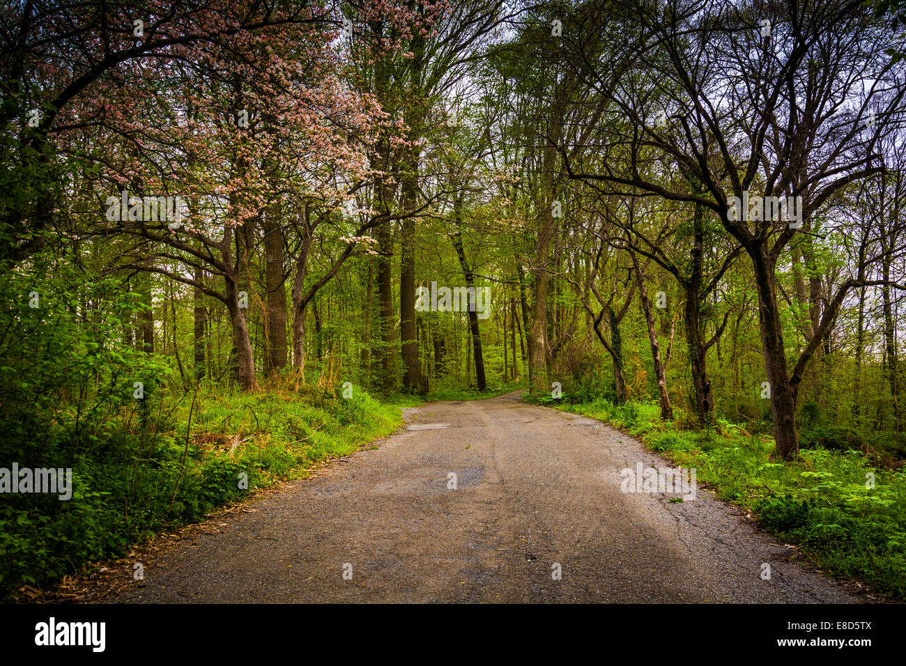 Spring color along a road through a forest in Lancaster County Central ...