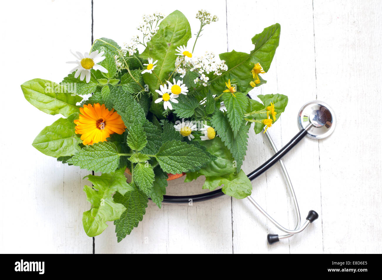 Fresh herb and stethoscope alternative medicine concept Stock Photo - Alamy