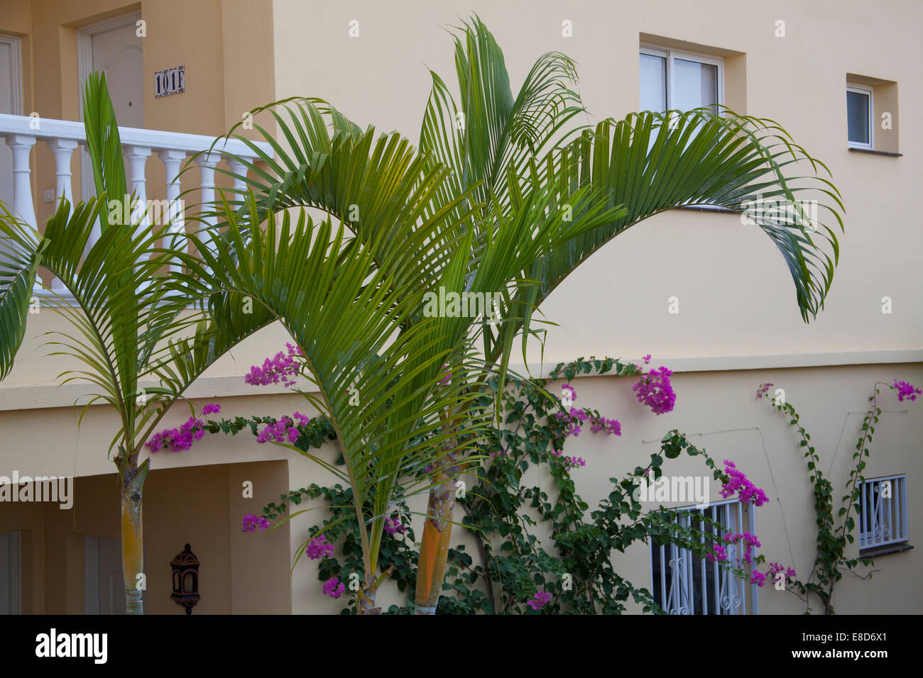 Palm tree outside hotel Stock Photo - Alamy