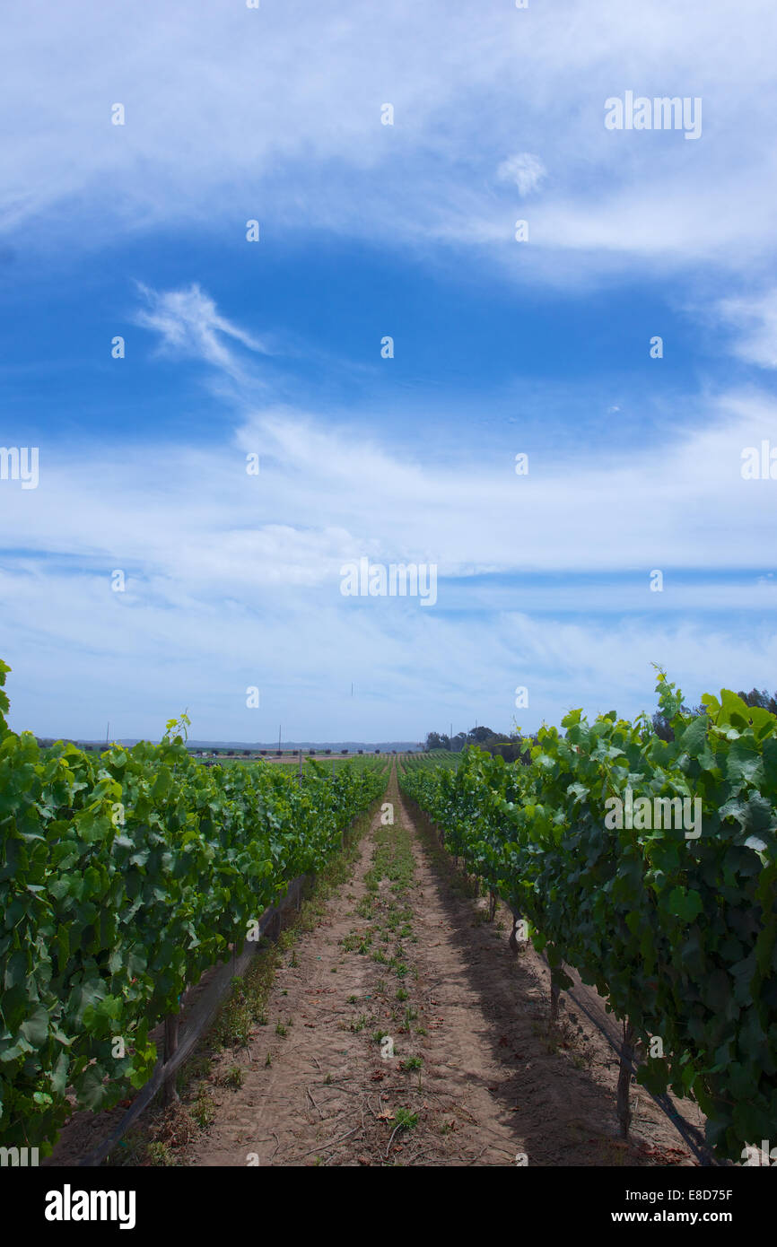 Green grape vineyard and blue sky above full of whispy white clouds ...