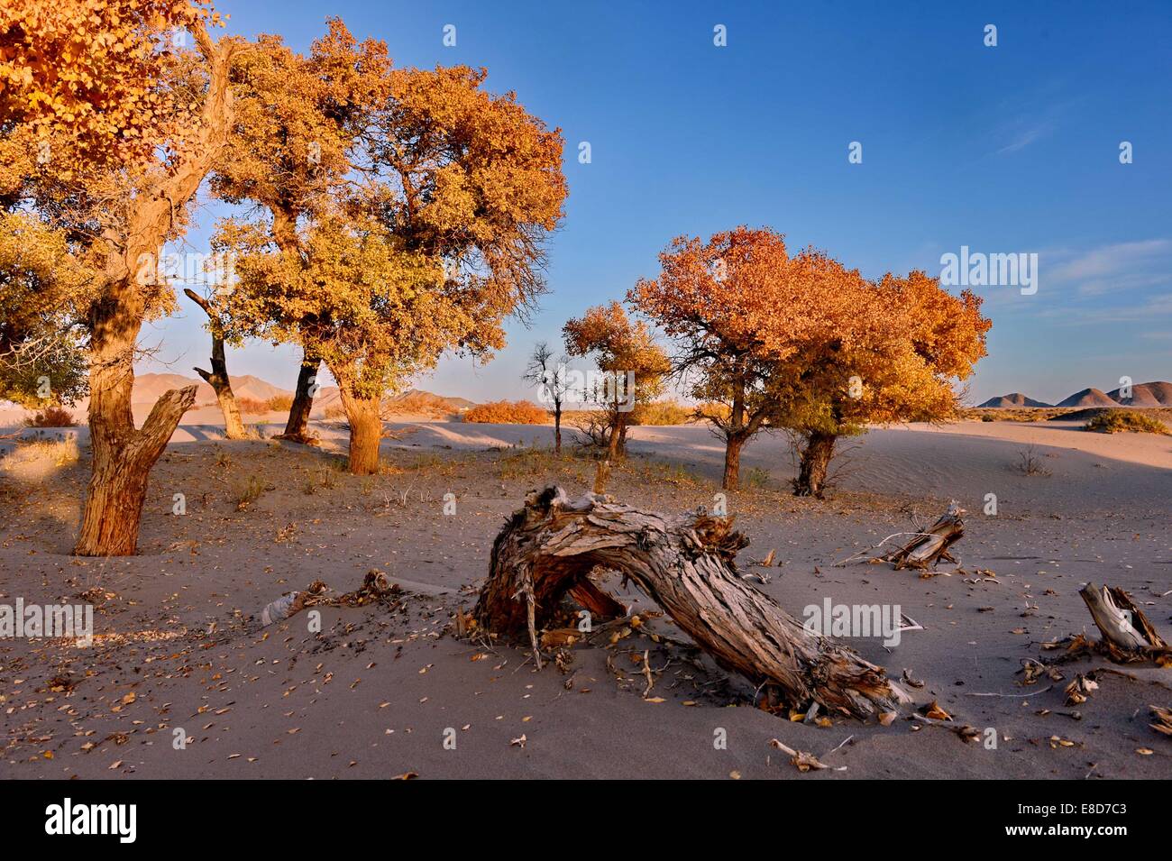 Shijiazhuang. 5th Oct, 2014. Photo taken on Oct. 5, 2014 shows the ...