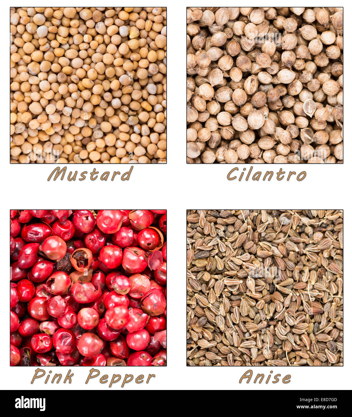 Dried Herbs (Mustard, Cilantro, Pepper and Anise) as tiles Stock Photo ...