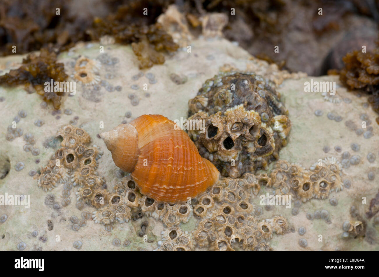 Dog whelk barnacles hi-res stock photography and images - Alamy