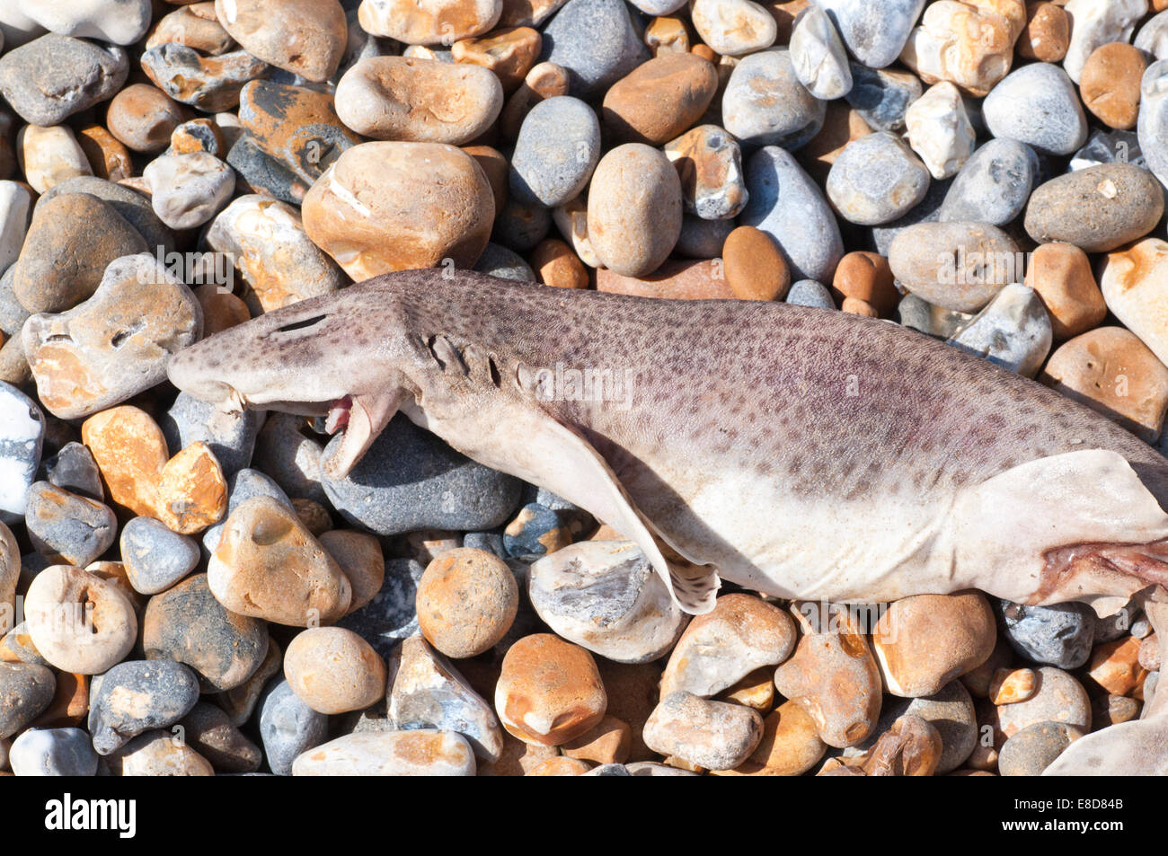 Spotted dogfish hi-res stock photography and images - Alamy