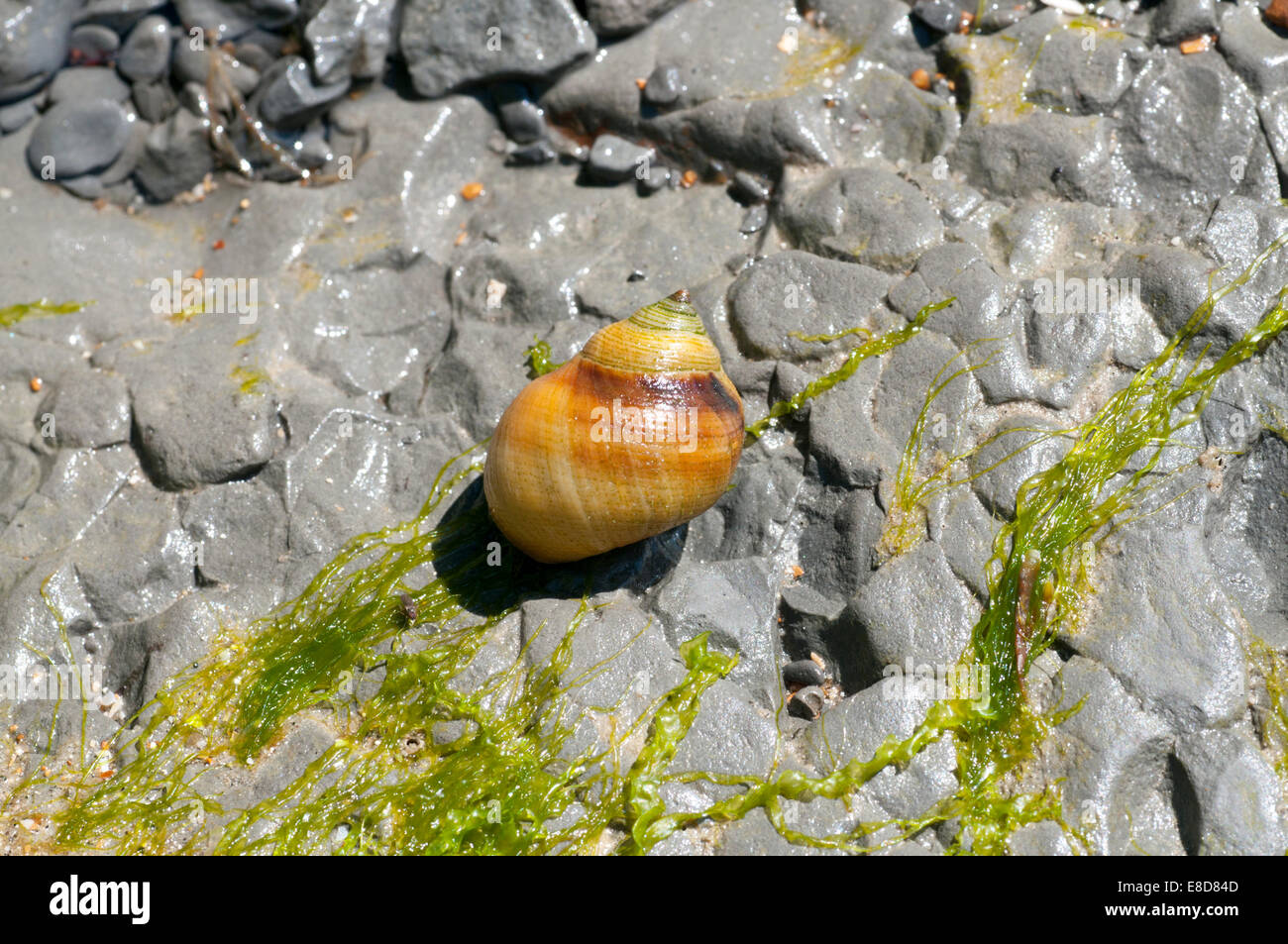 A single edible winkle on the clay at Cow Gap, Eastbourne, East Sussex ...