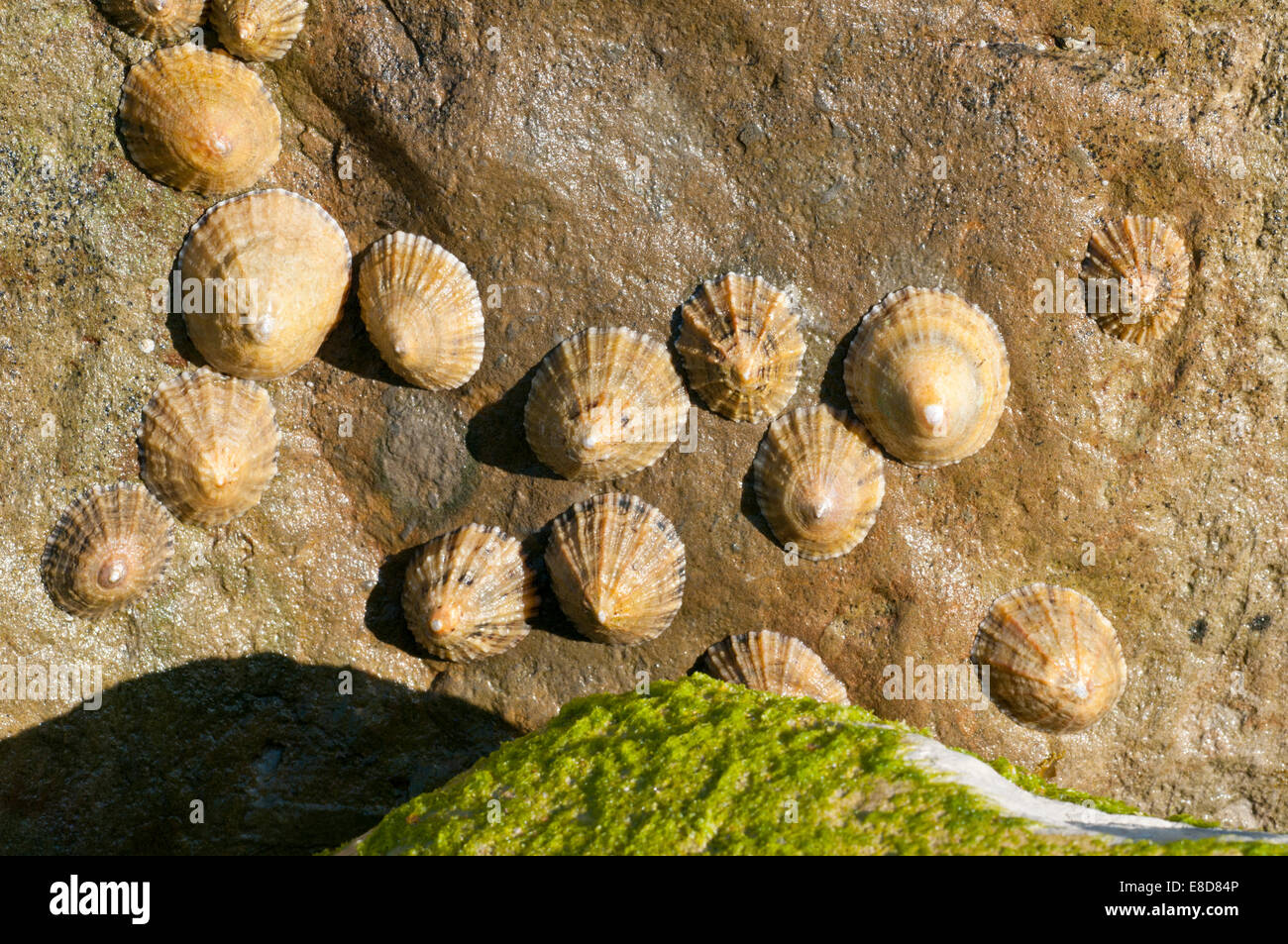 Group of Common Limpets of different ages (sizes) at Cow Gap ...