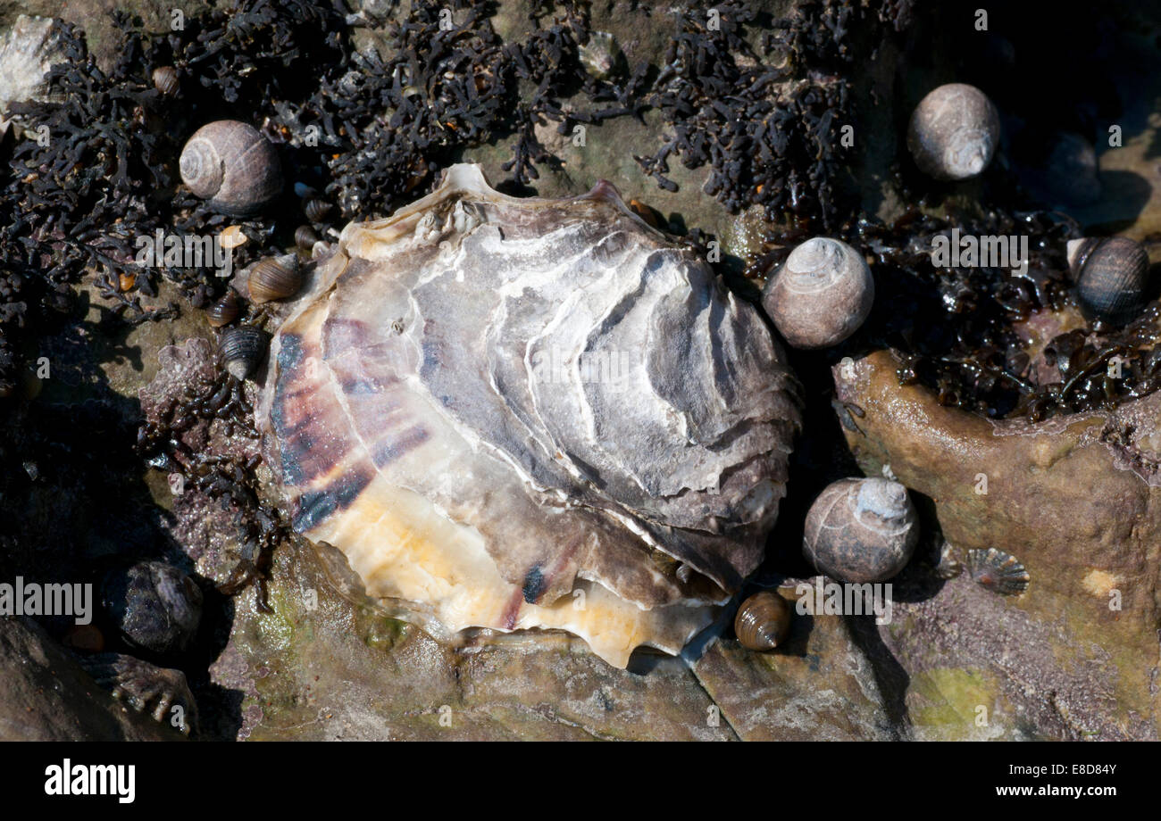 Shell of the invasive Pacific Oyster on the shore at Hastings, East ... Shell of the invasive Pacific Oyster on the shore at Hastings, East ...