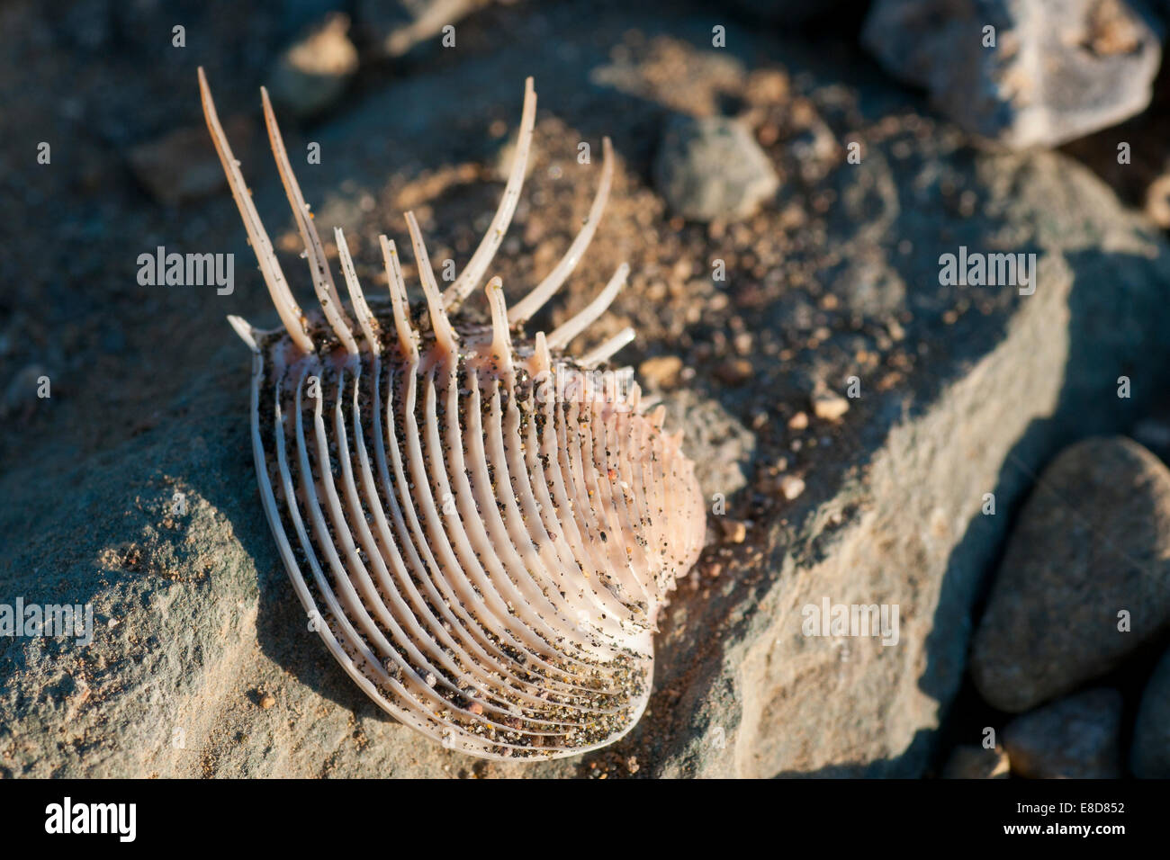 A spiny bivalve shell shot in the late afternoon when the sun was low ...
