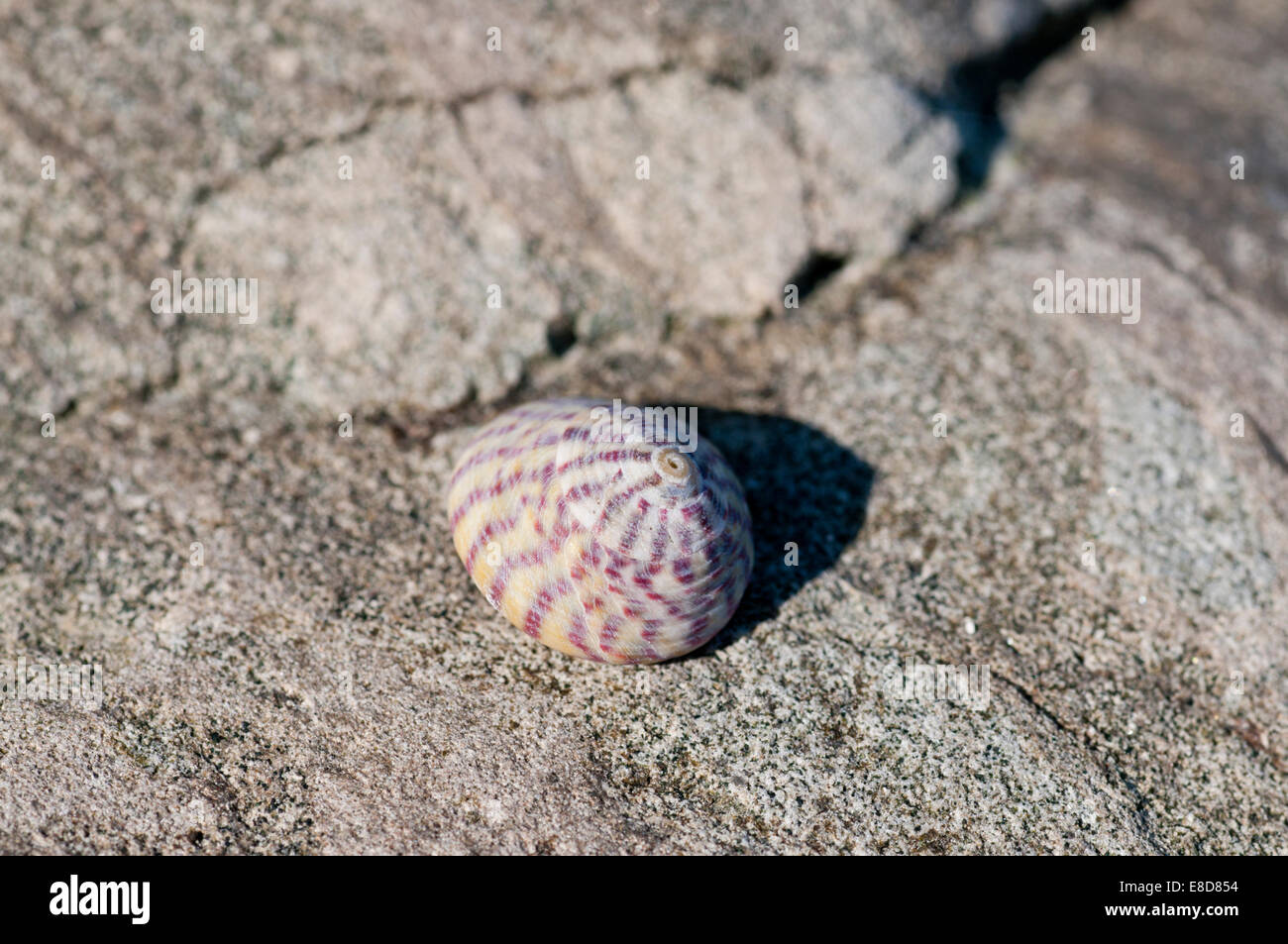 Pitted shell hi-res stock photography and images - Alamy