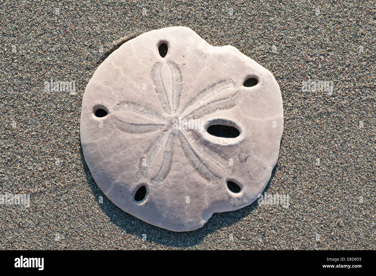 Sand Dollar Test