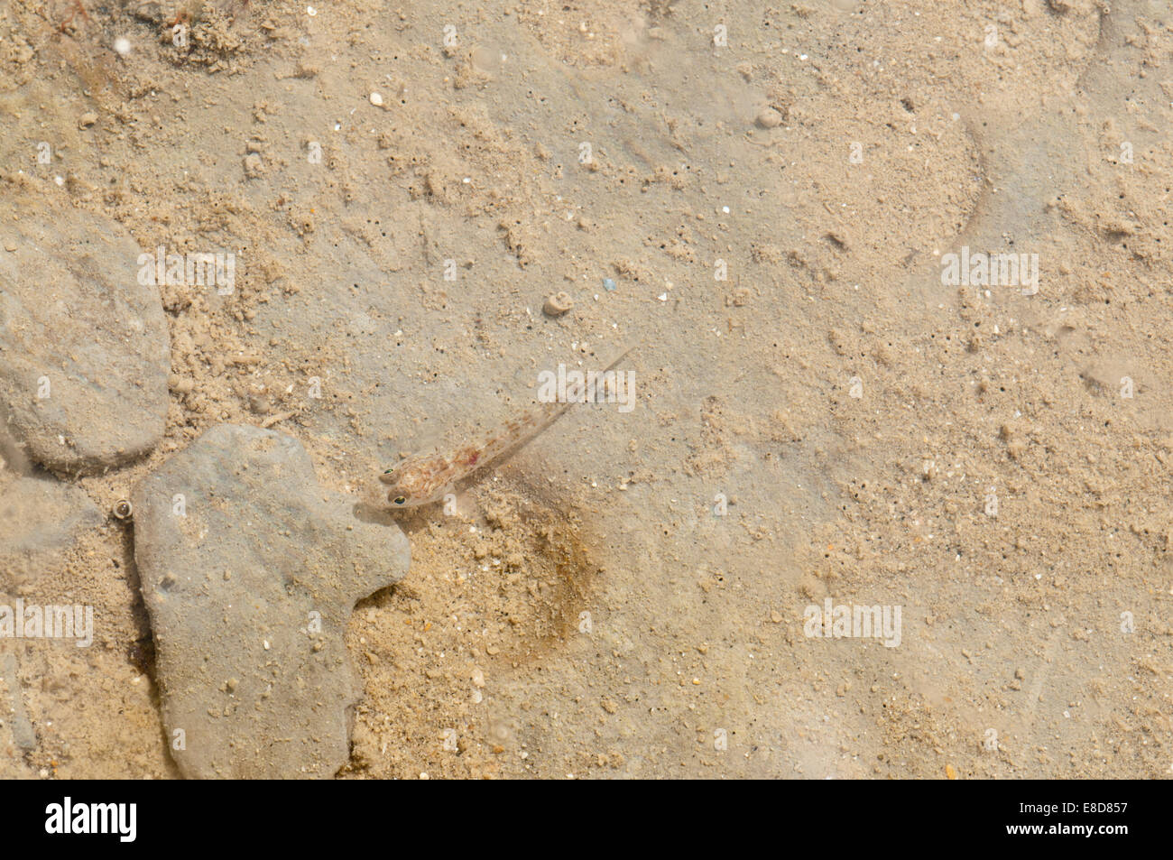 Shanny fish uk hi-res stock photography and images - Alamy