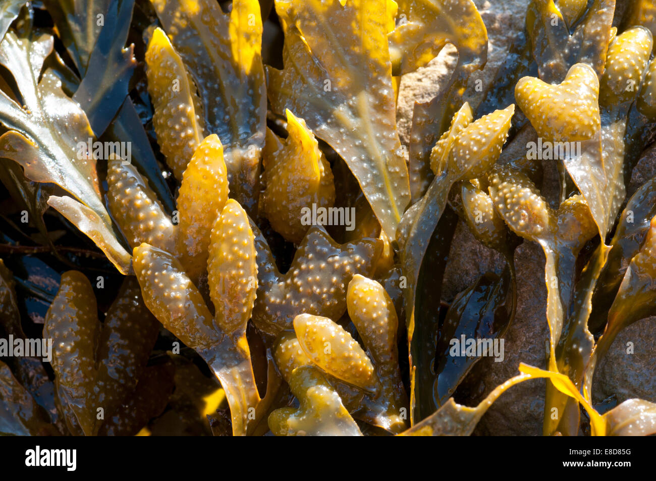 Close up of the brown seaweed Spiral/ Serrated Wrack at Cow Gap ...