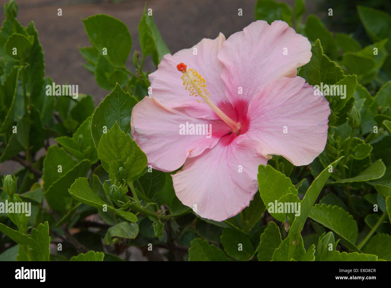 Hybiscus Flower Stock Photos & Hybiscus Flower Stock Images - Alamy