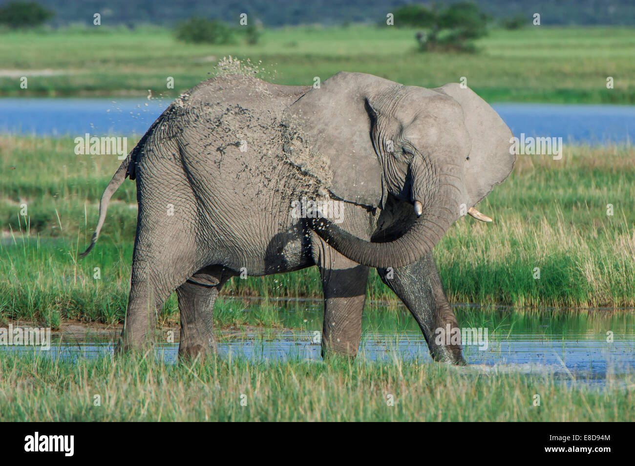 Elephant cooling hi-res stock photography and images - Alamy