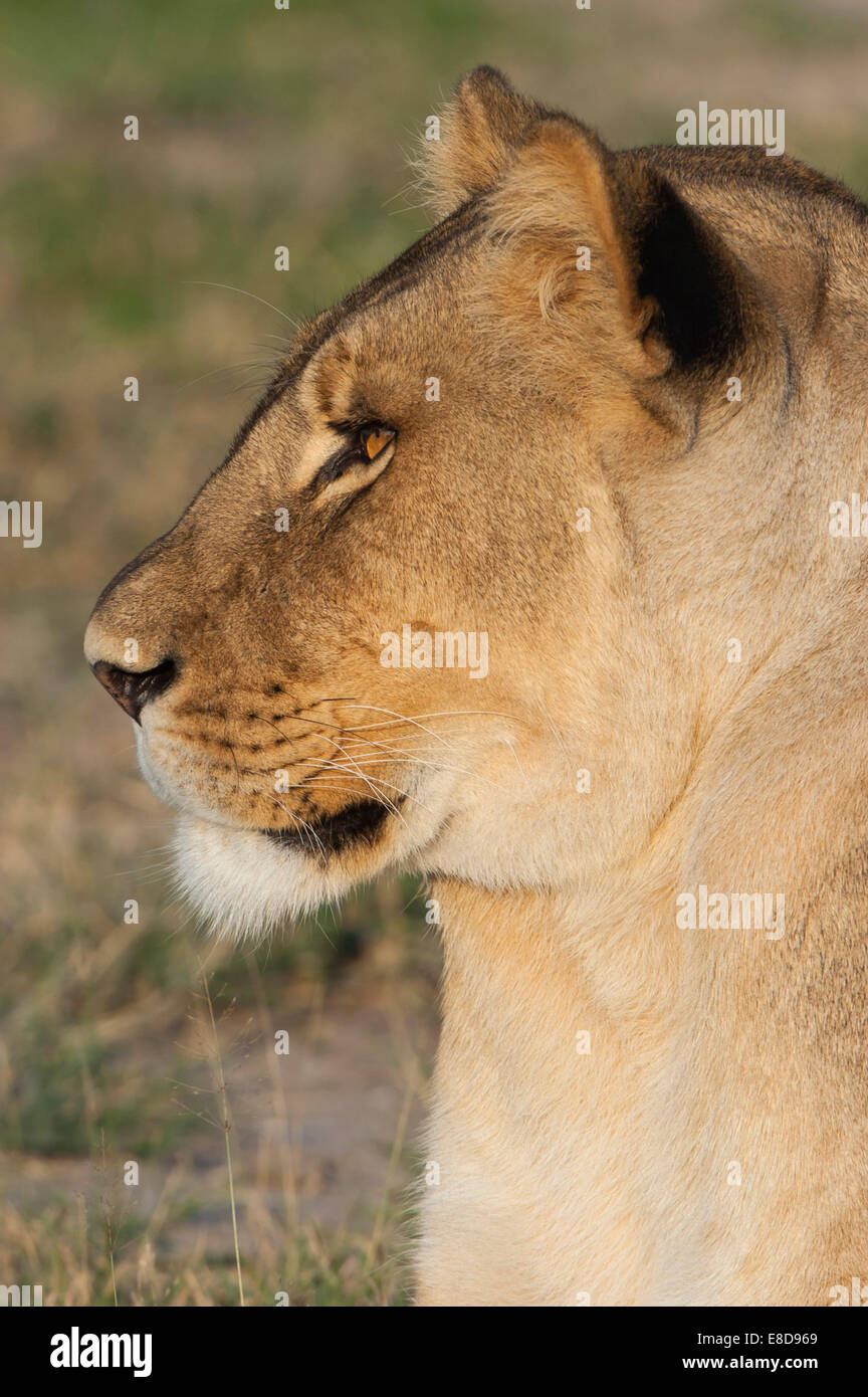 Lion head side profile hi-res stock photography and images - Alamy