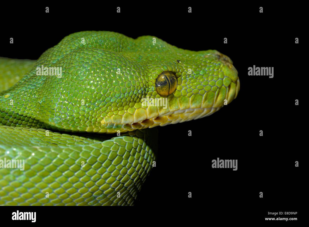 Green Tree Python (Chondropython viridis), New Guinea Stock Photo - Alamy