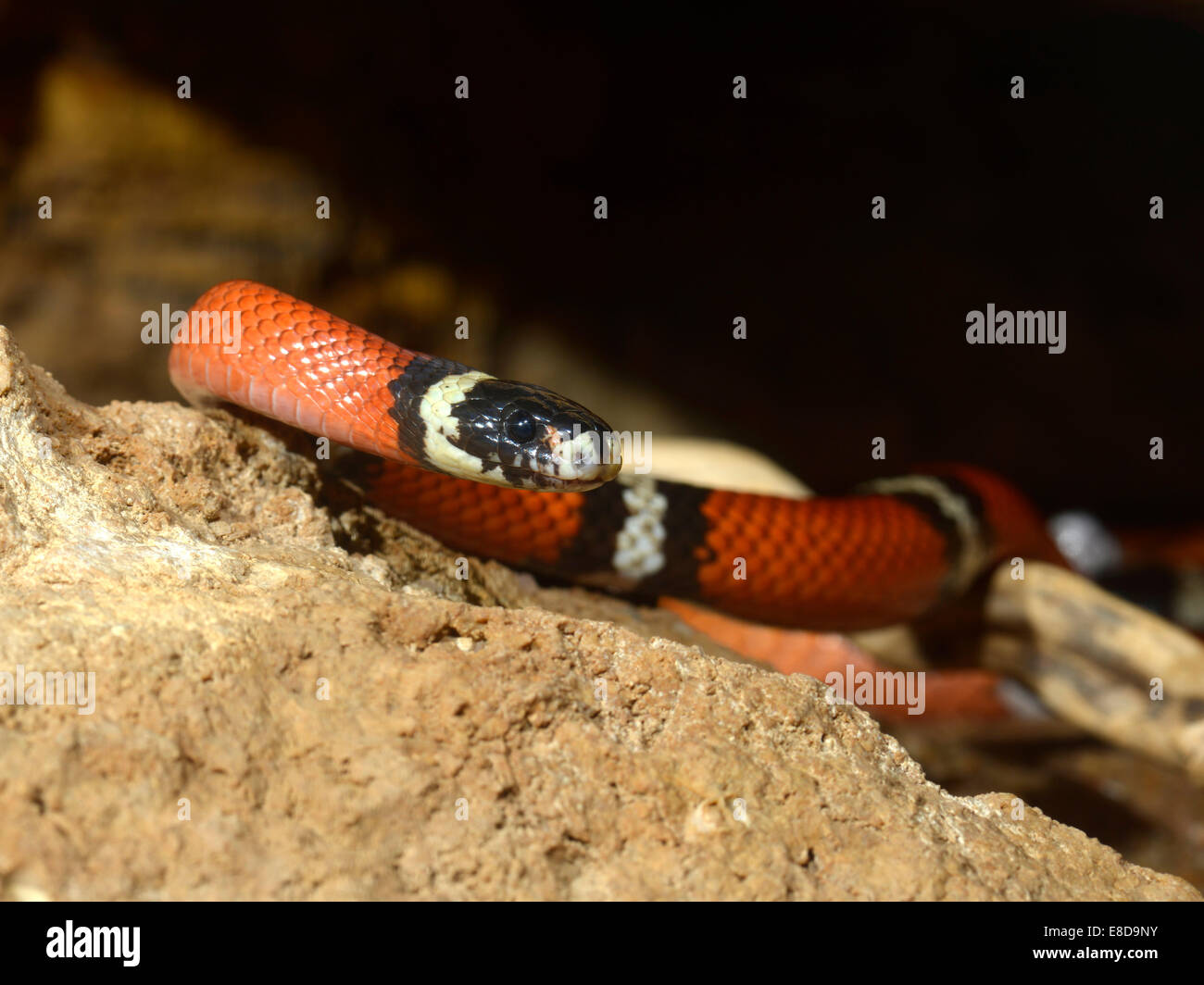 Scarlet kingsnake (Lampropeltis triangulum elapsoides), captive, Mexico ...