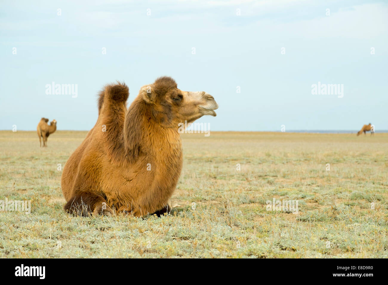 Wild Bactrian Camel (Camelus ferus) in the steppe of Böörög Delin Els ...