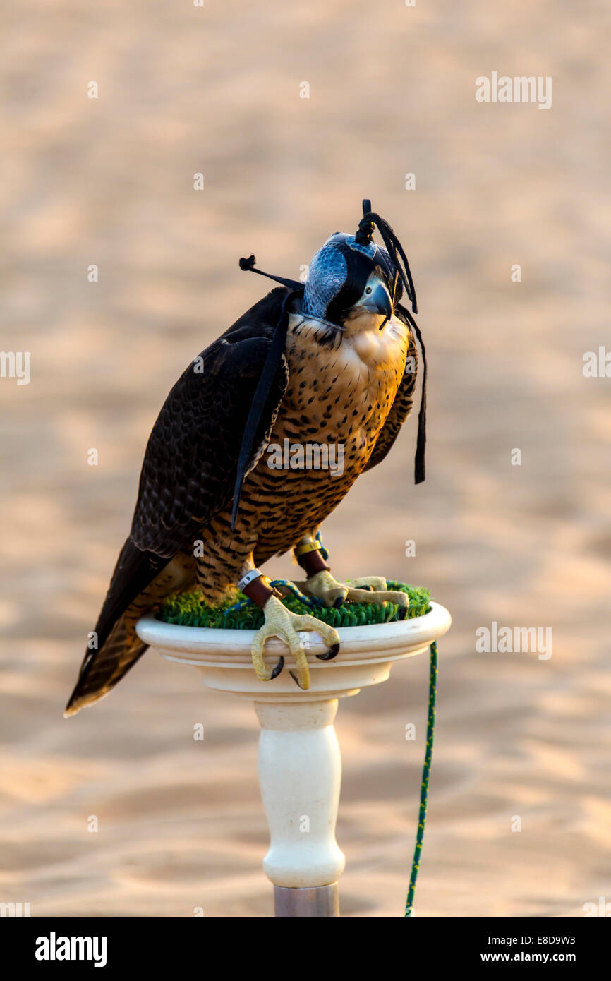 Gyrfalcon(Falco rusticolus), hunting bird with hood, desert, Dubai ...