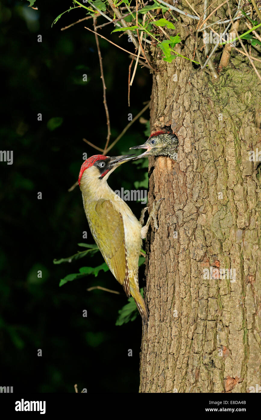 European Green Woodpecker (Picus viridis) feeding young at nest in tree ...