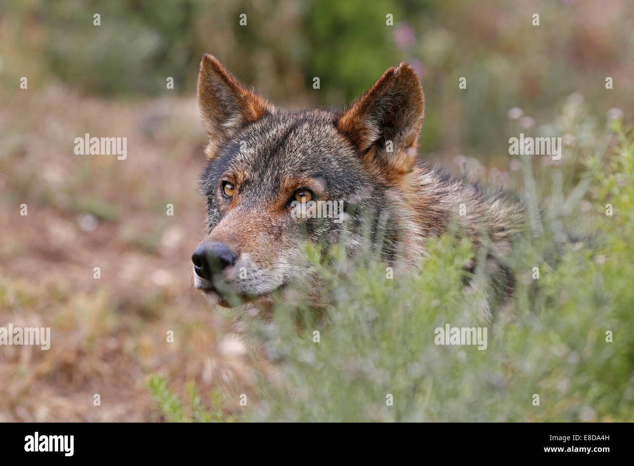 Iberian wolf spain hi-res stock photography and images - Alamy