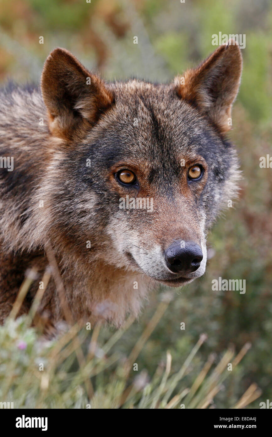 Iberian wolf spain hi-res stock photography and images - Alamy
