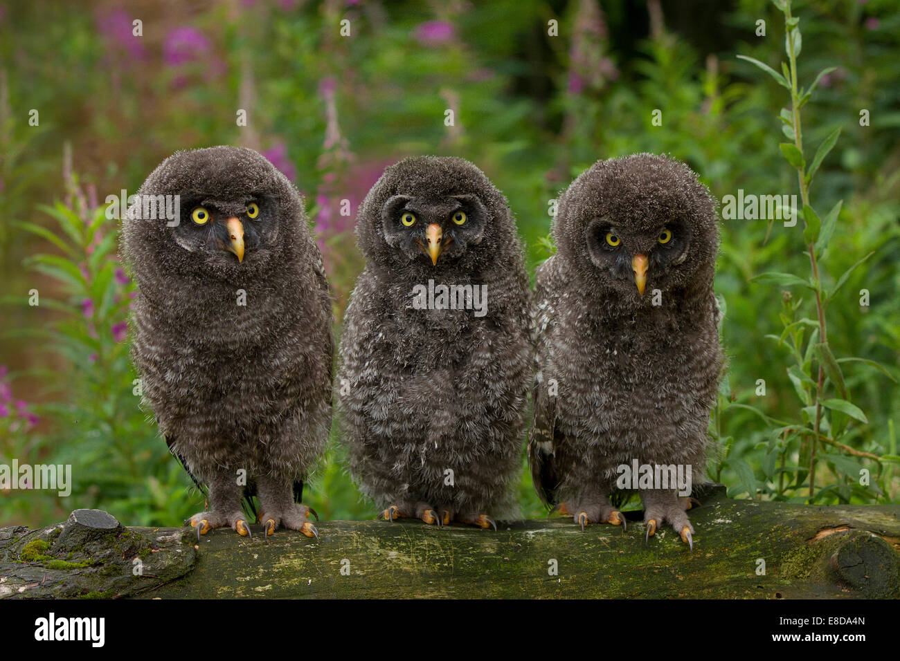 Young Great Grey Owls (Strix nebulosa), Germany Stock Photo - Alamy