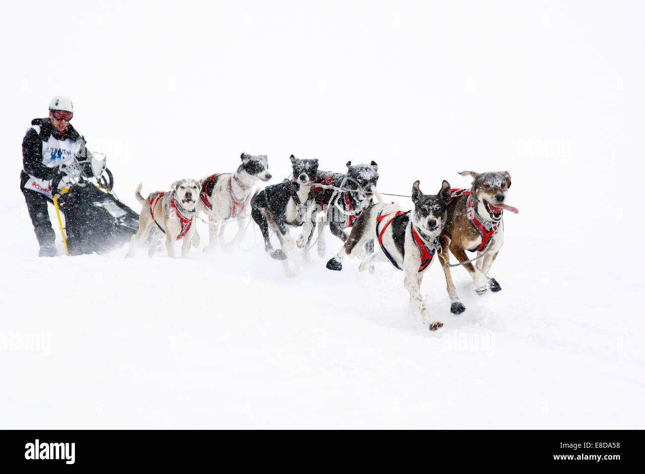 Alpine trail sled dog race hi-res stock photography and images - Alamy